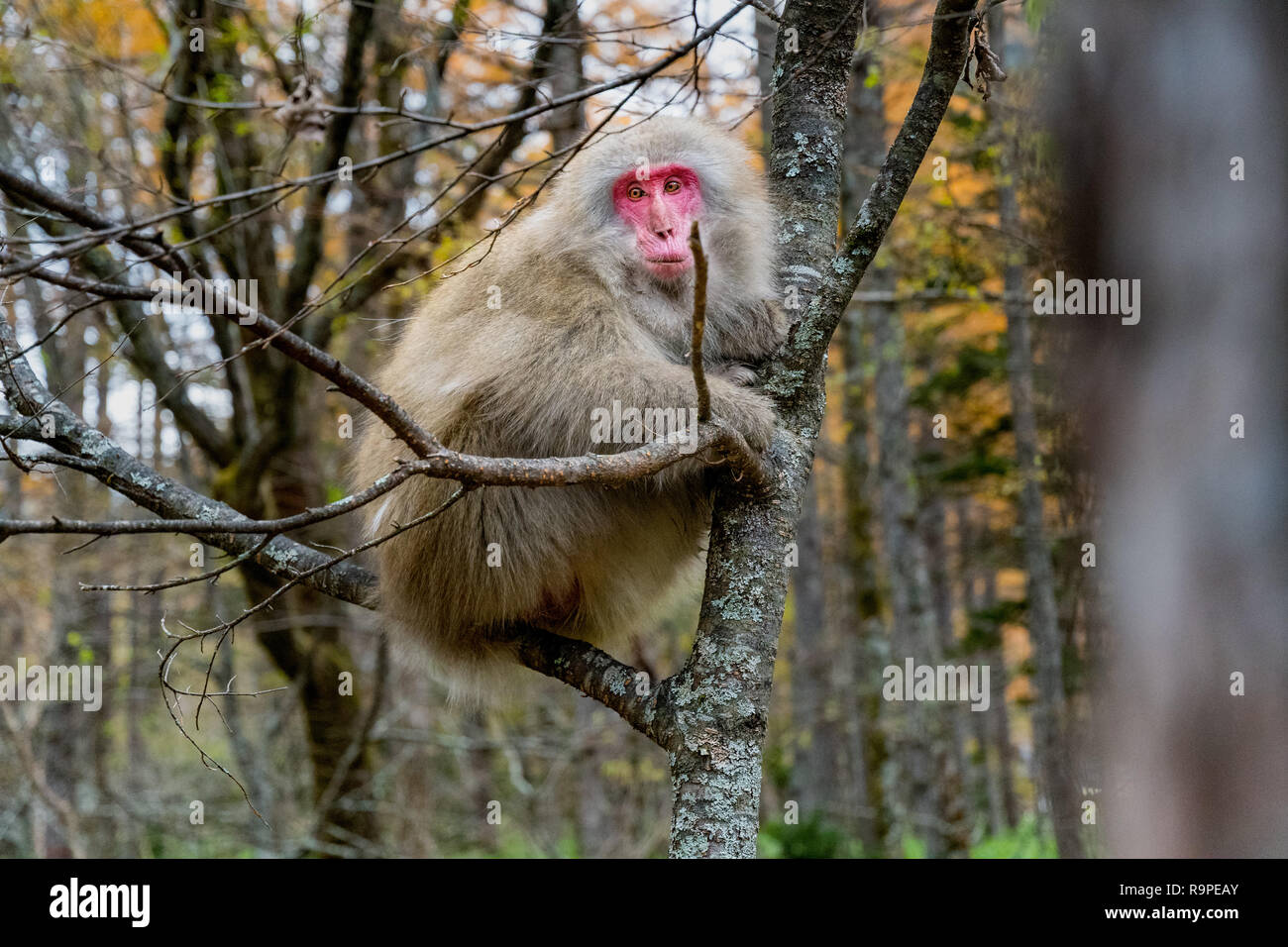Japanese macaque snow japanese monkey in tree macaca fuscata hi-res ...