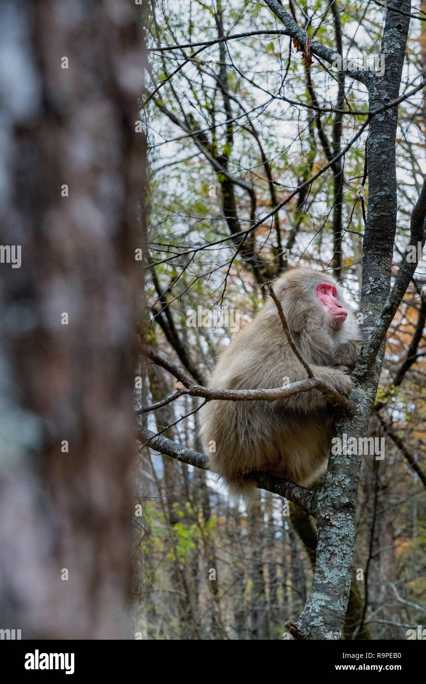 red faced snow monkey on tree in Kamikochi, Japanese Alps, Chubu ...