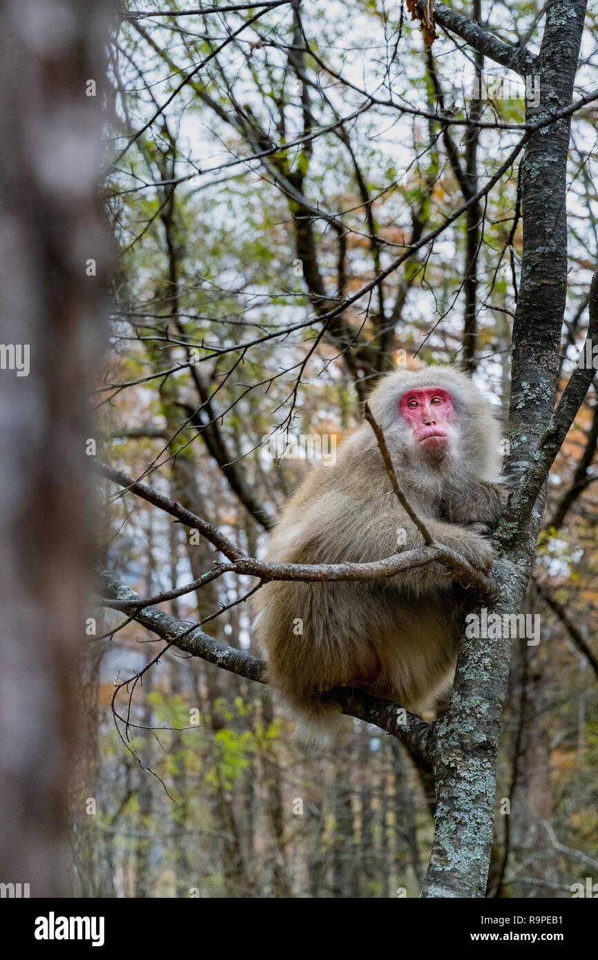 red faced snow monkey on tree in Kamikochi, Japanese Alps, Chubu ...