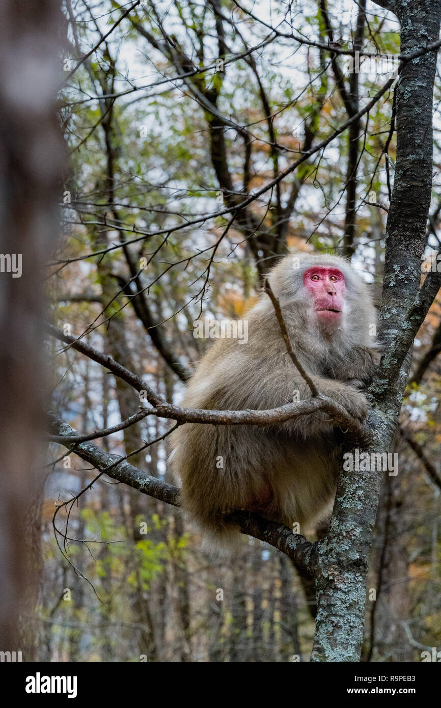 Japanese national tree hi-res stock photography and images - Alamy