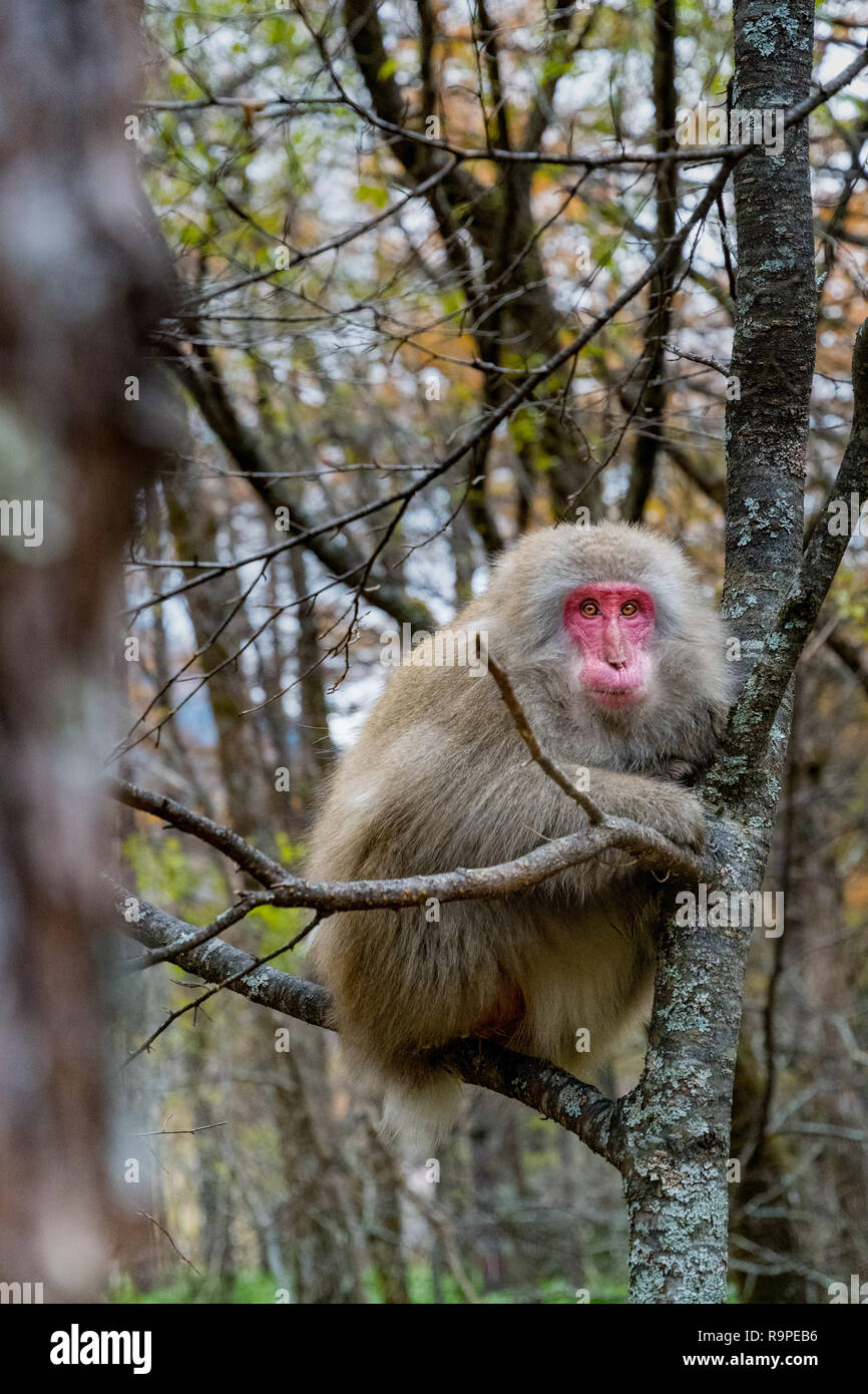 red faced snow monkey on tree in Kamikochi, Japanese Alps, Chubu ...