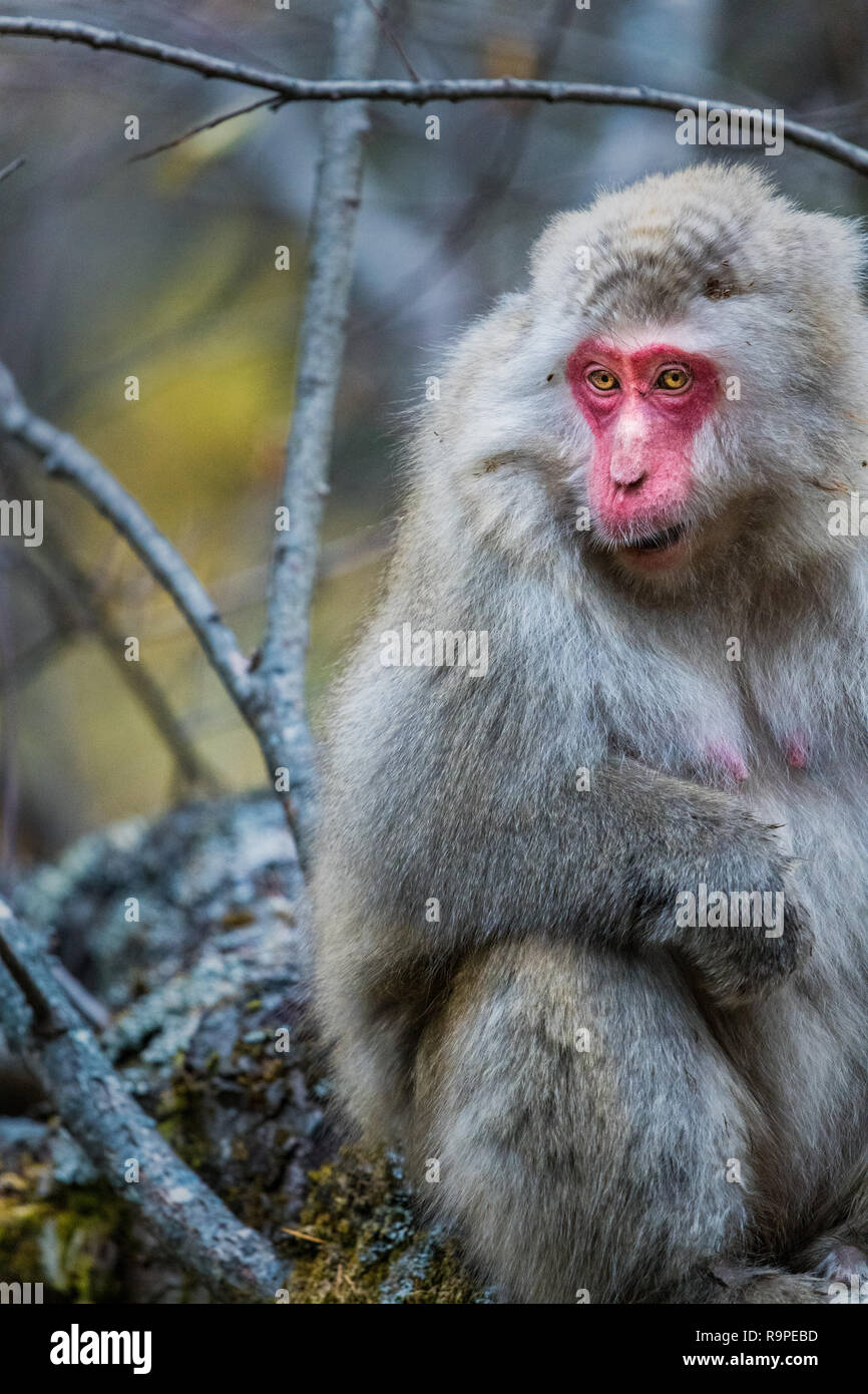 red faced snow monkey in Kamikochi, Japanese Alps, Chubu Sangaku ...