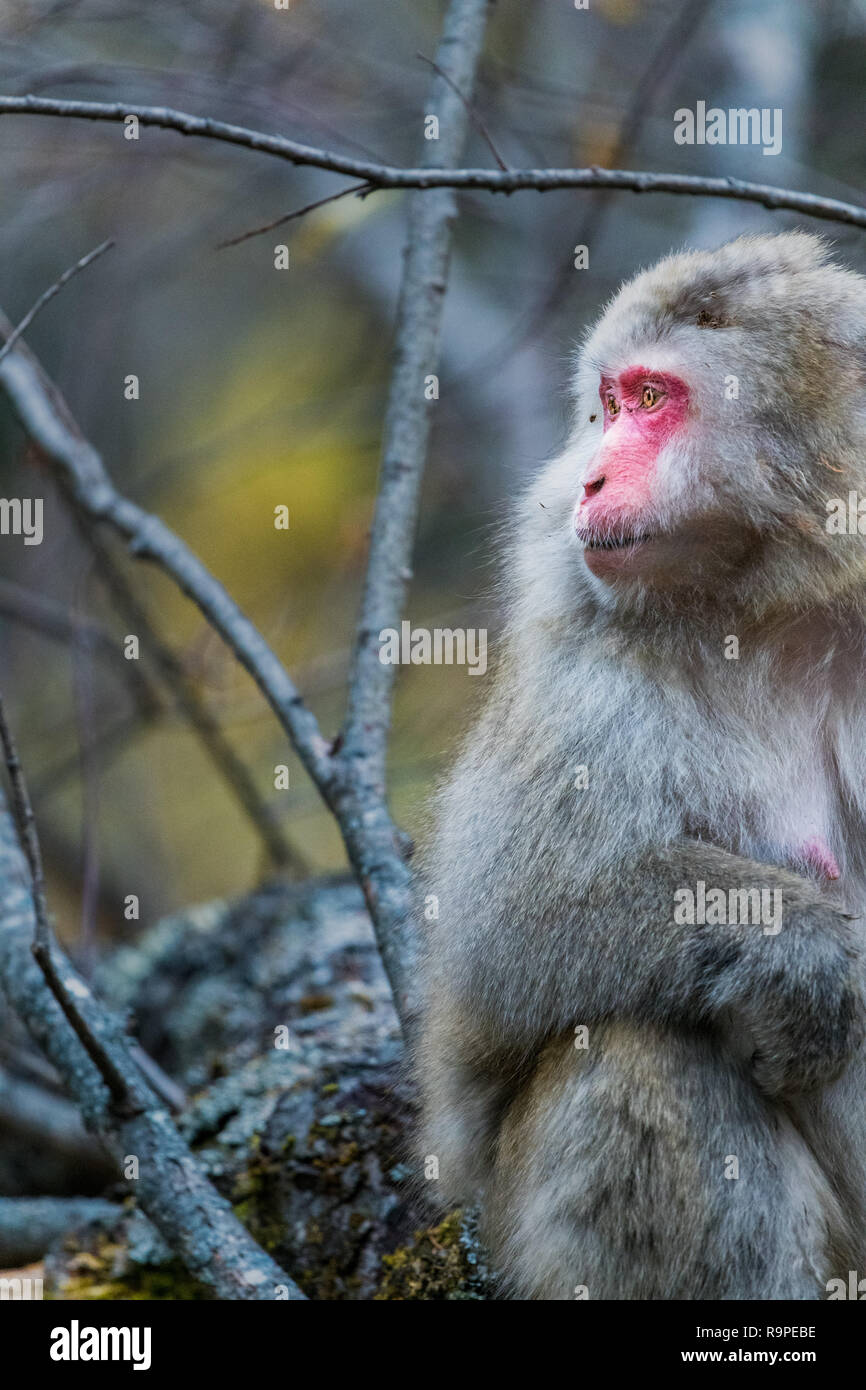 Affe sitzend hi-res stock photography and images - Alamy