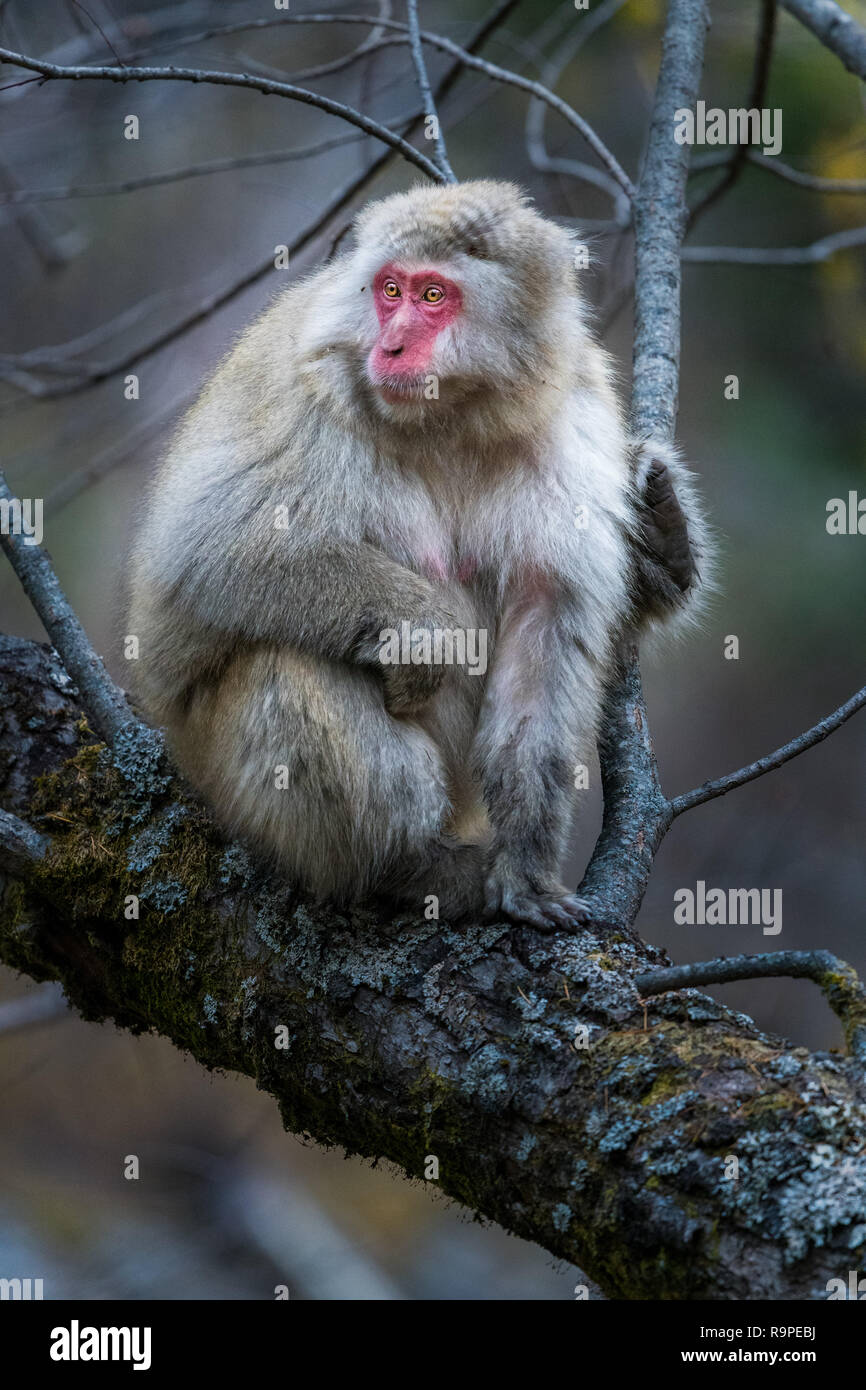 red faced snow monkey in Kamikochi, Japanese Alps, Chubu Sangaku ...