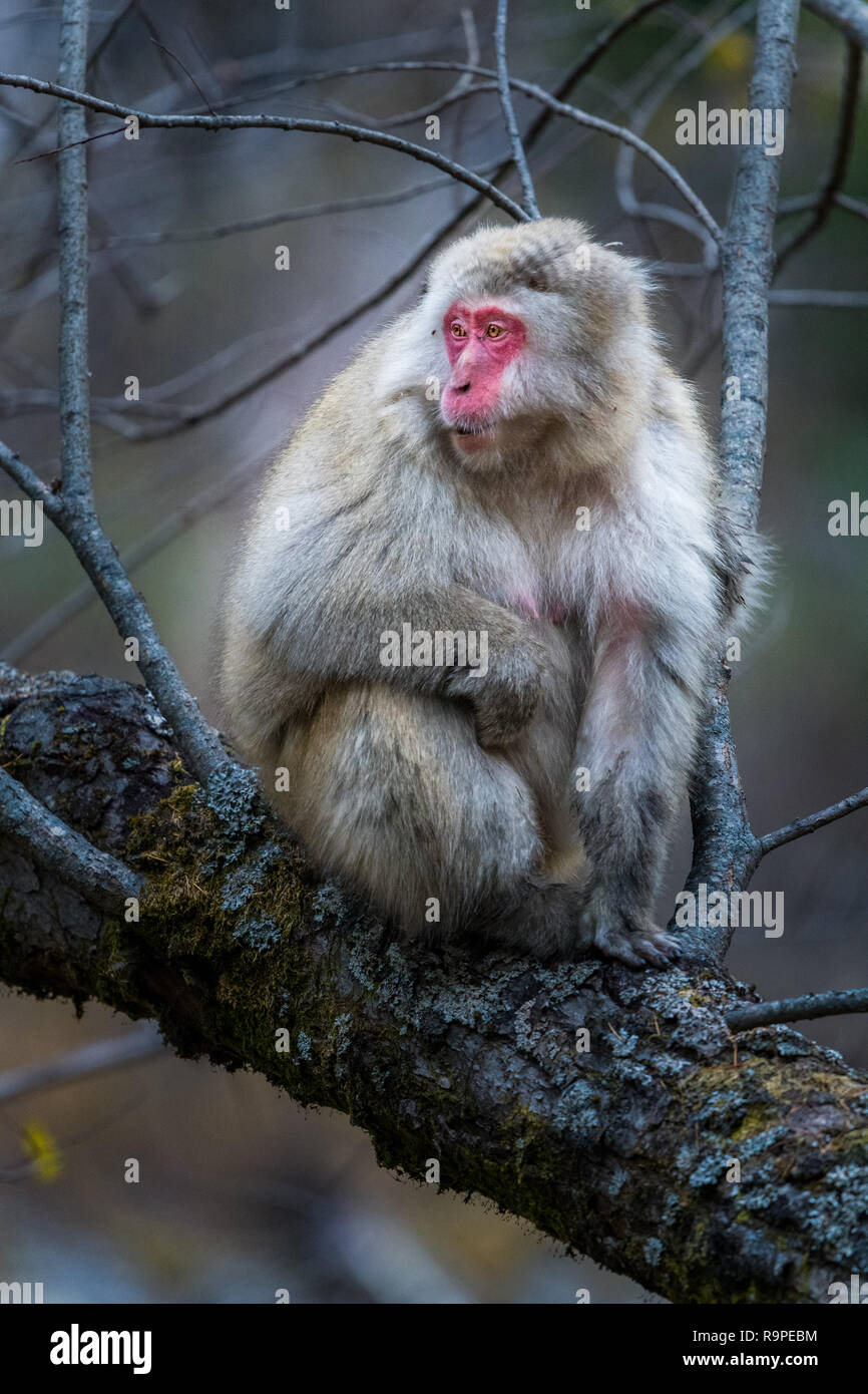 red faced snow monkey in Kamikochi, Japanese Alps, Chubu Sangaku ...