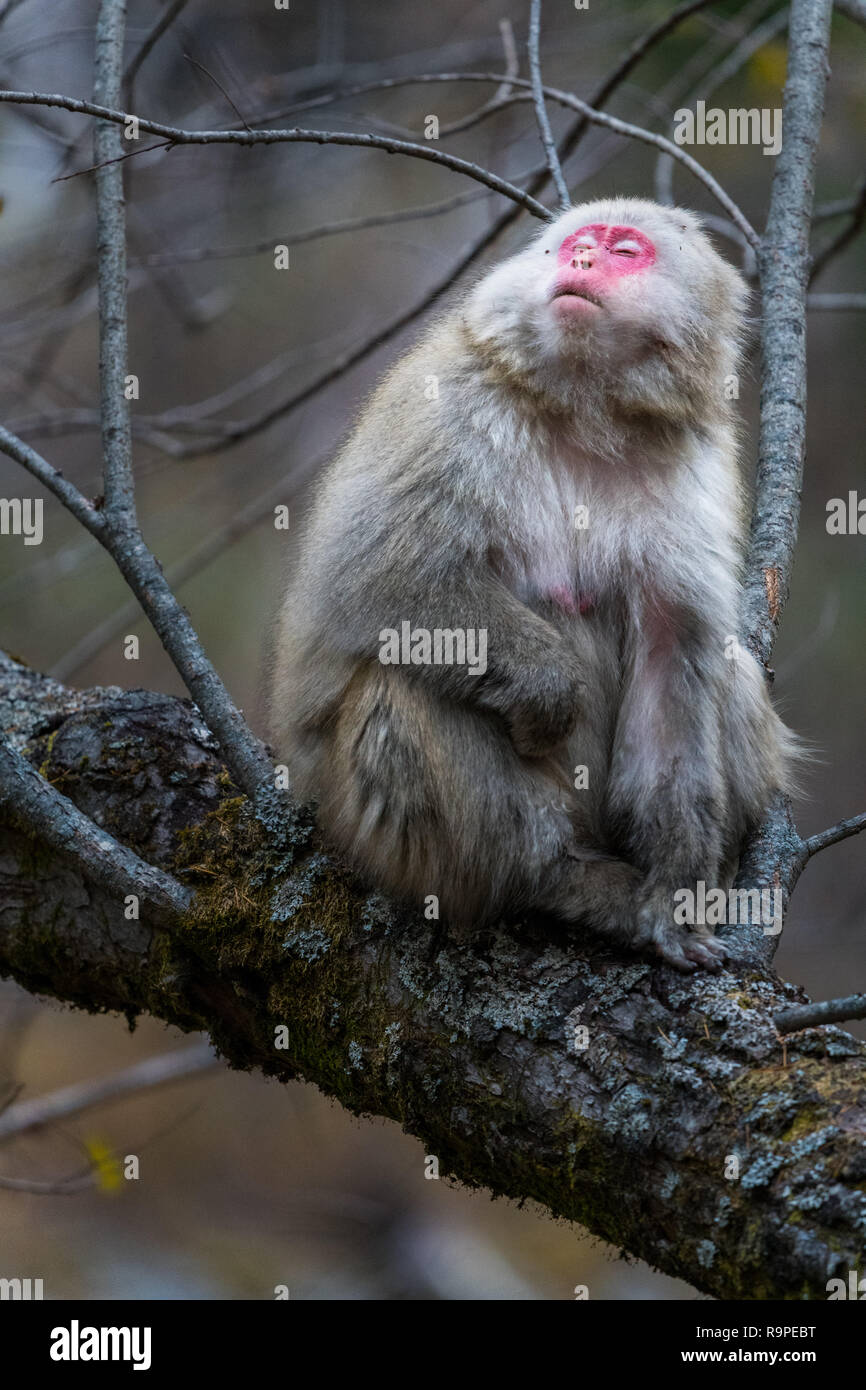 Clean faced hi-res stock photography and images - Alamy