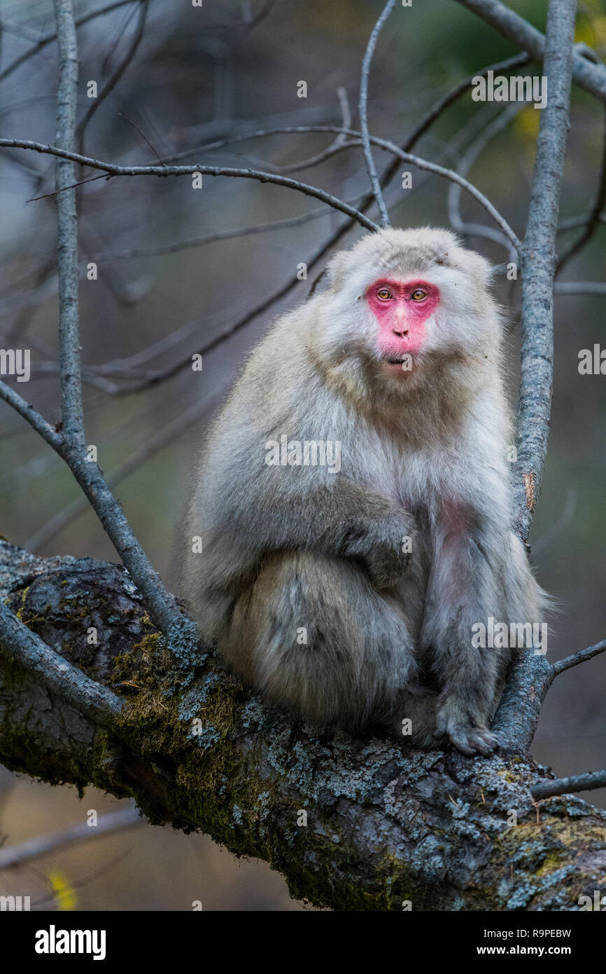red faced snow monkey in Kamikochi, Japanese Alps, Chubu Sangaku ...