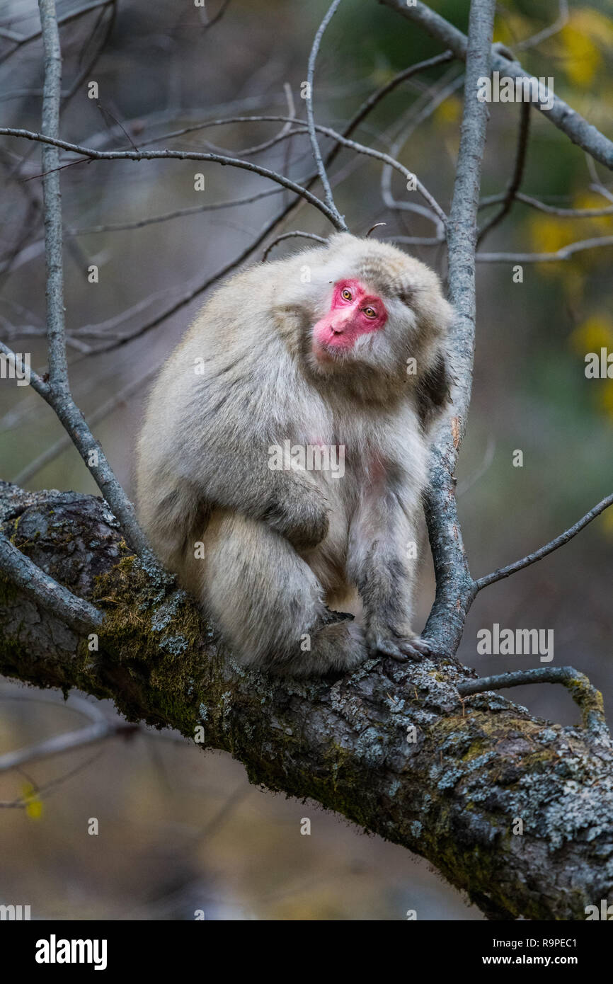 Scratch monkey hi-res stock photography and images - Alamy