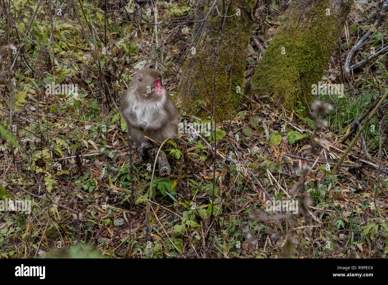 Kamikochi macaque hi-res stock photography and images - Alamy