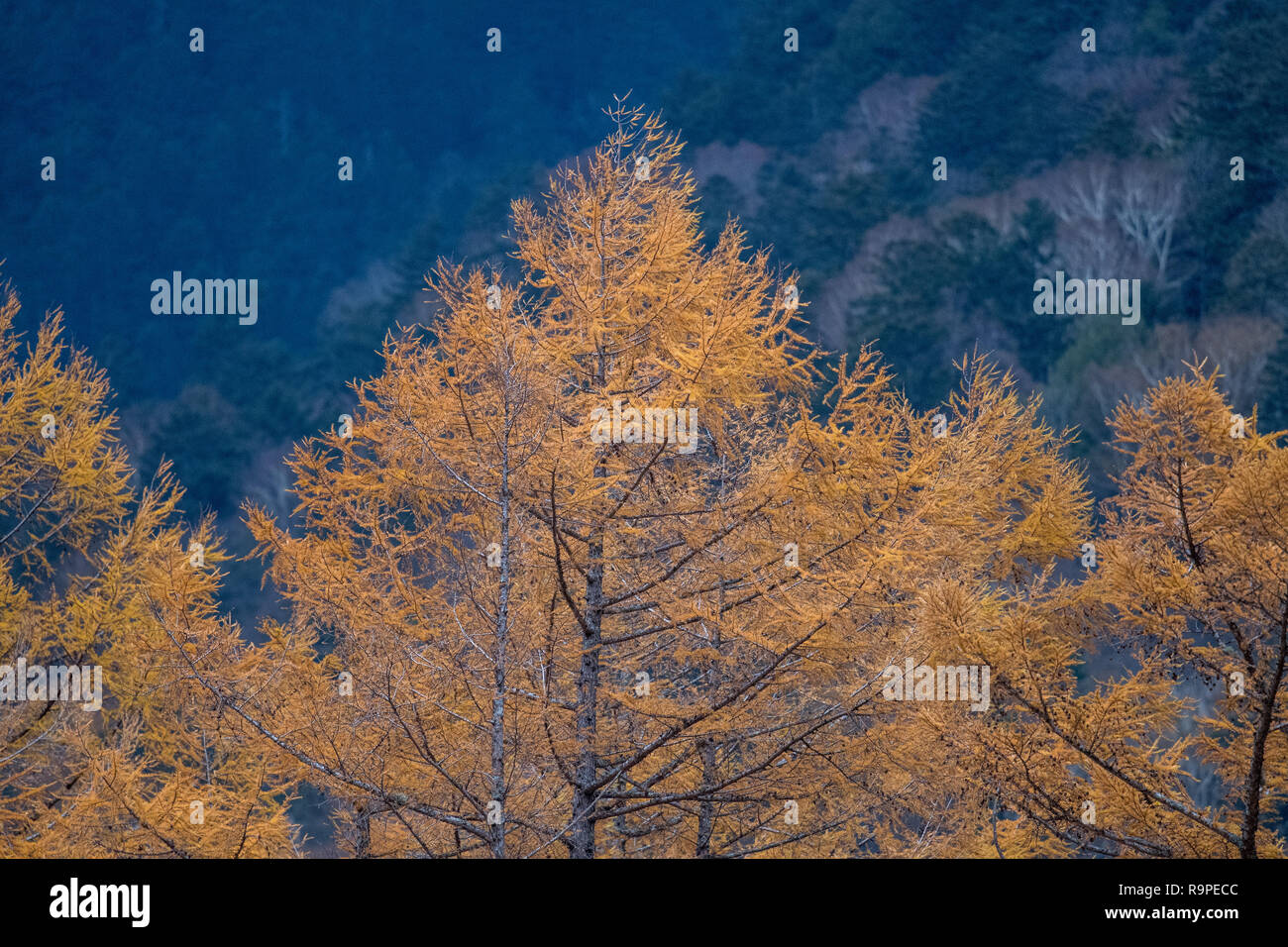 yellow colored larch in Kamikochi, Japanese Alps, Chubu Sangaku ...