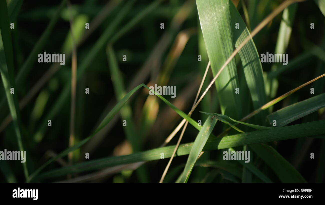 Grass strands hi-res stock photography and images - Alamy