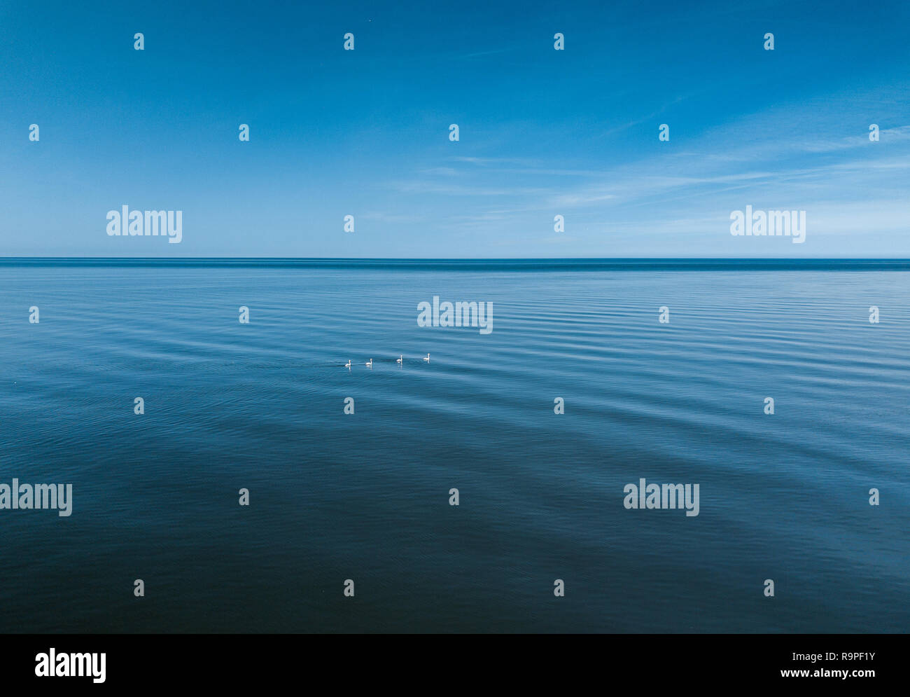 Swans from the top hi-res stock photography and images - Alamy