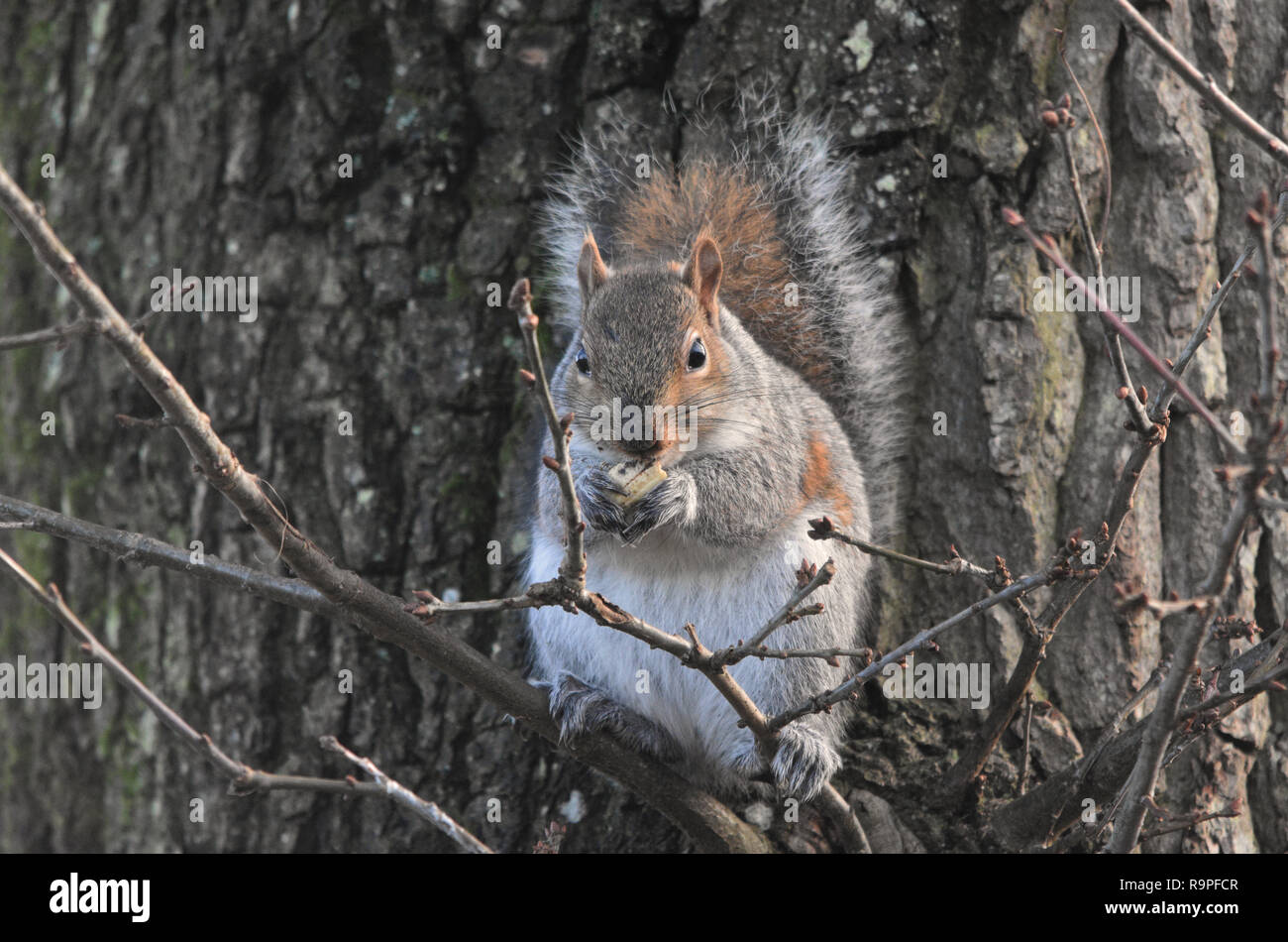 Real squirrel in tree hi-res stock photography and images - Alamy