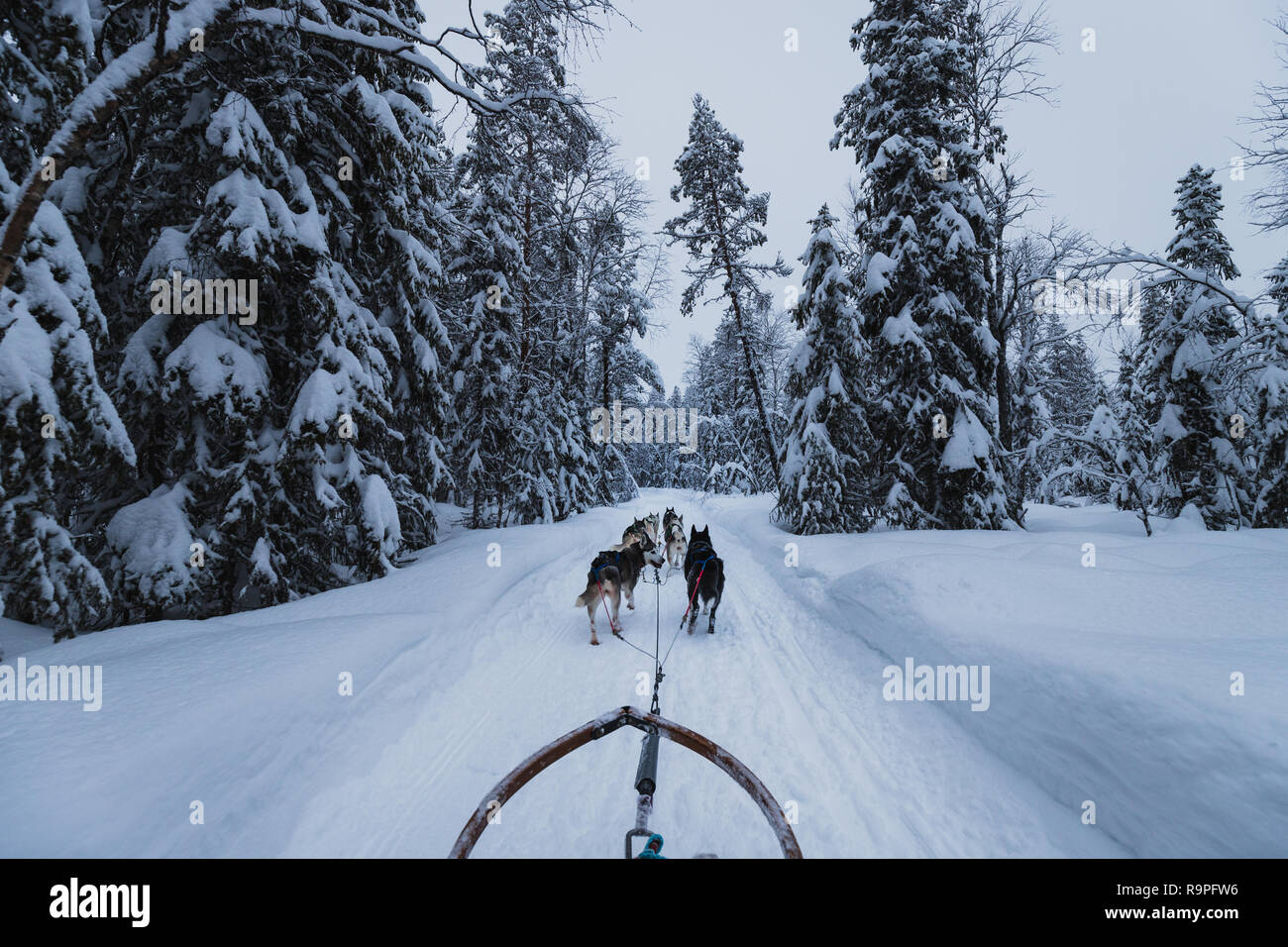 Sled dog driving through snowy winter scene in a rural Swedish forest ...