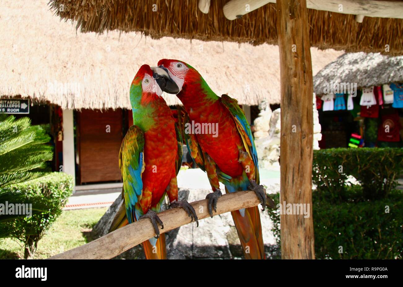 Parrots kissing hi-res stock photography and images - Alamy