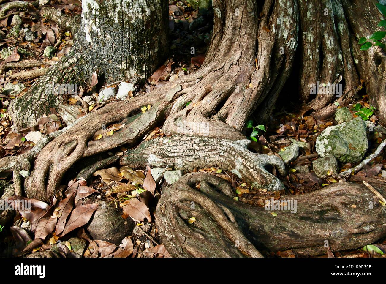 Sprawling plants hi-res stock photography and images - Alamy
