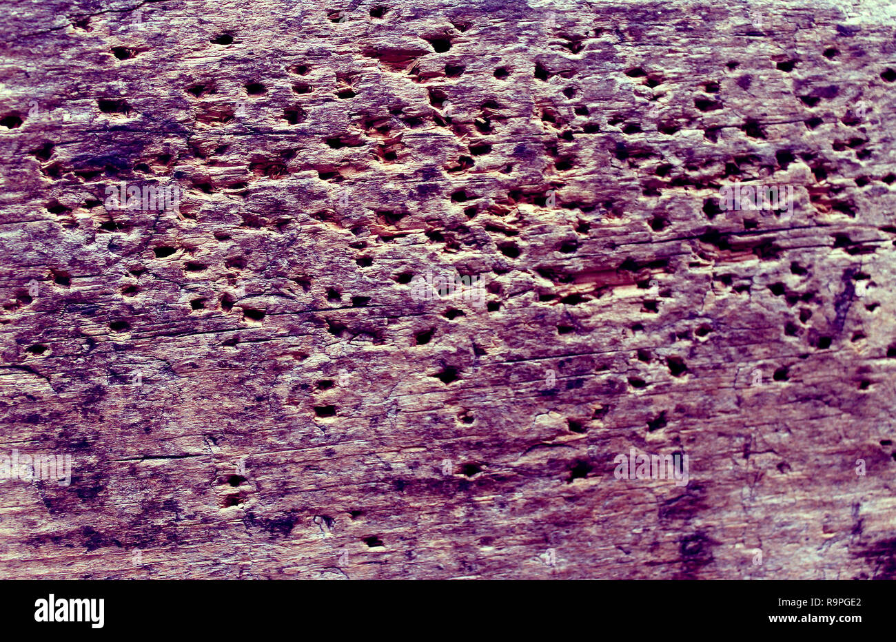texture of the old spoiled wood damaged by woodworm. Insects eaten,The ...