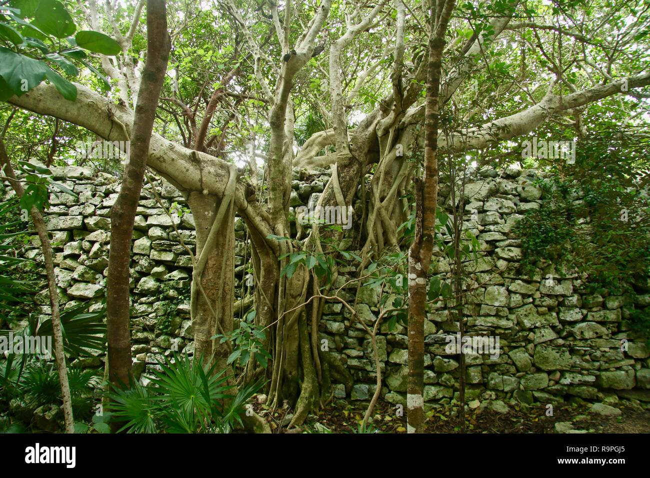 Mexico banyan tree hi-res stock photography and images - Alamy