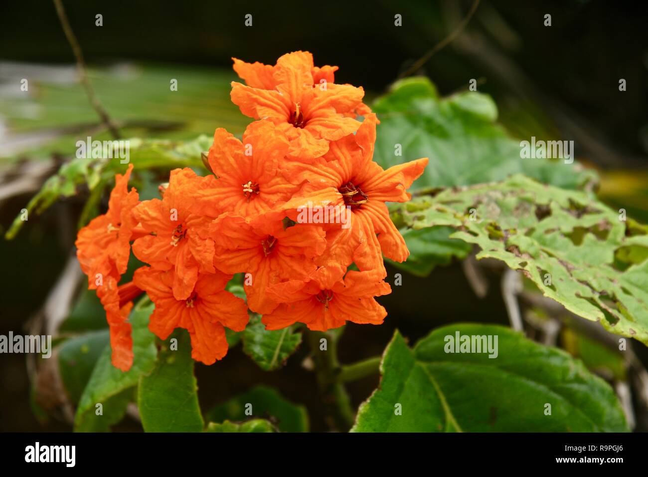 A Mexican native flowering tree with bright orange flowers Stock Photo ...