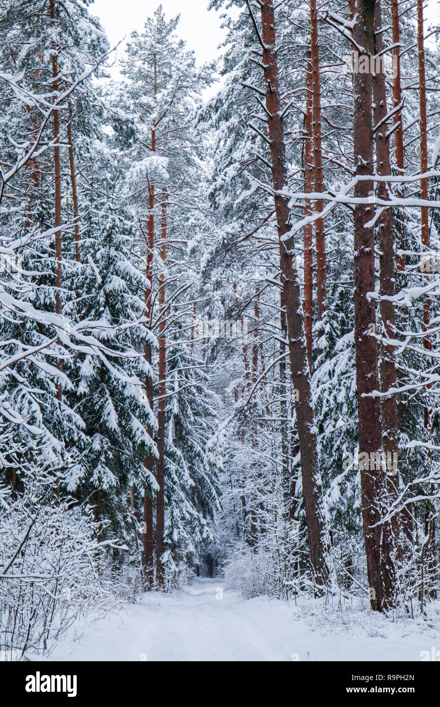 Beautiful winter forest with snow trees. Fairy tale. Vertical image in ...