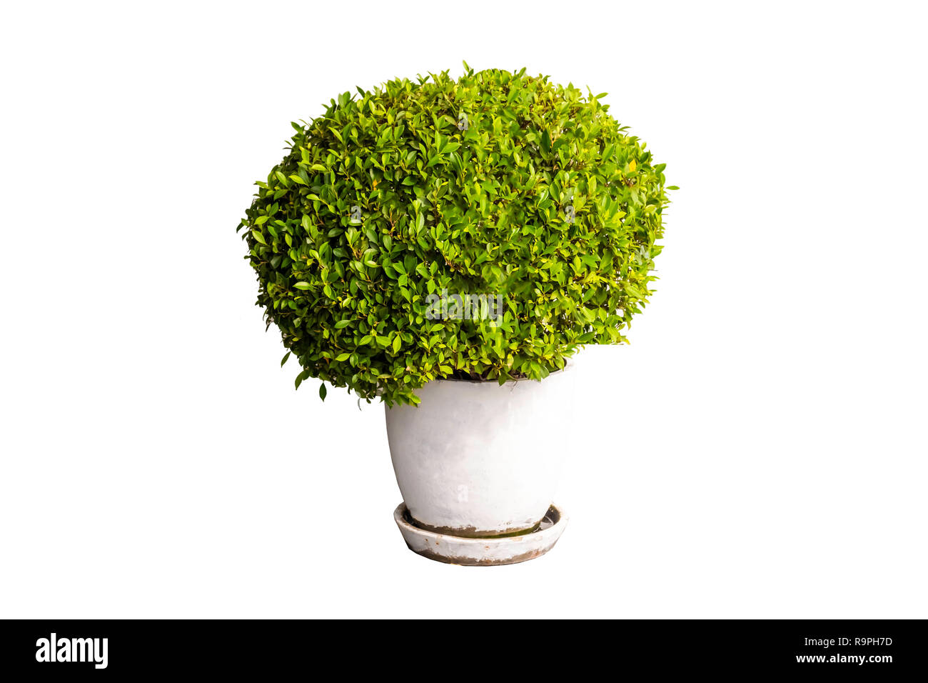 Isolated tree in the grey pot on white background Stock Photo - Alamy