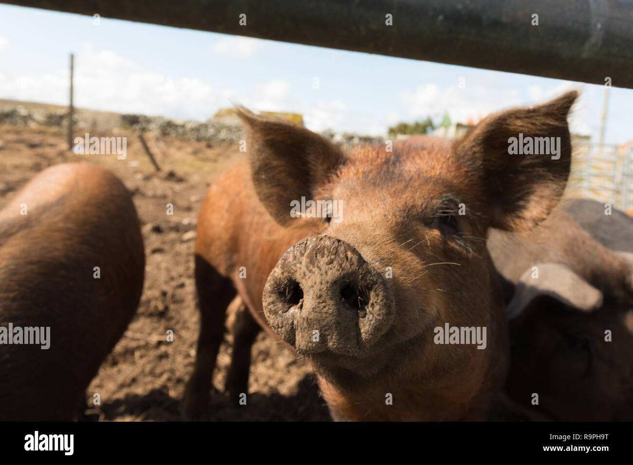 Curious pigs in enclosure on Fetlar, Shetland Stock Photo - Alamy