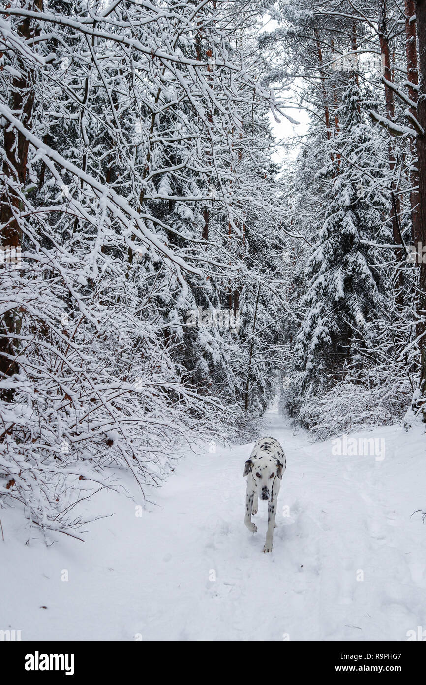 Christmas view beautiful snowy forest hi-res stock photography and ...