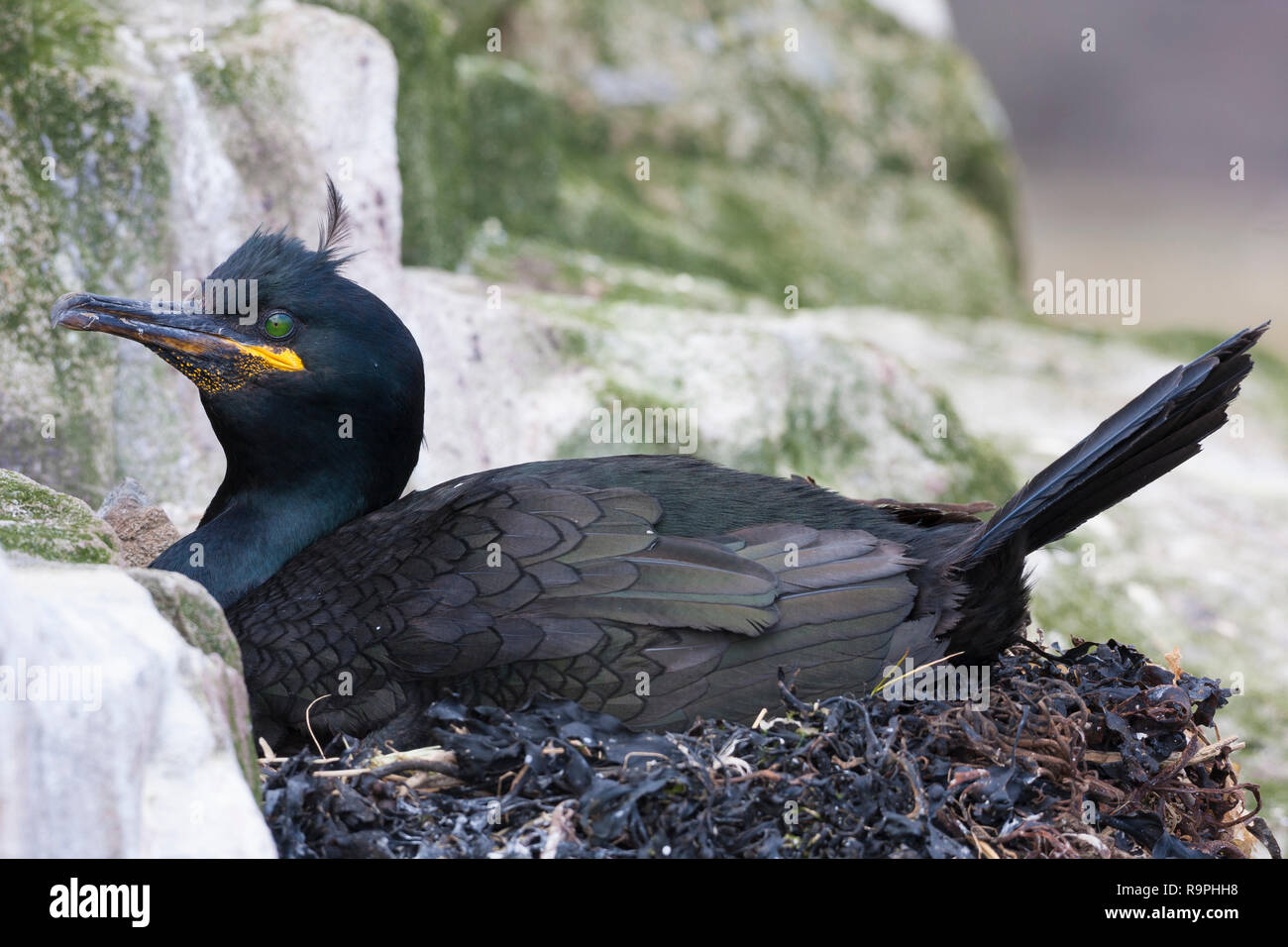 European Shag (Phalacrocorax aristotelis), adult sitting on the nest ...