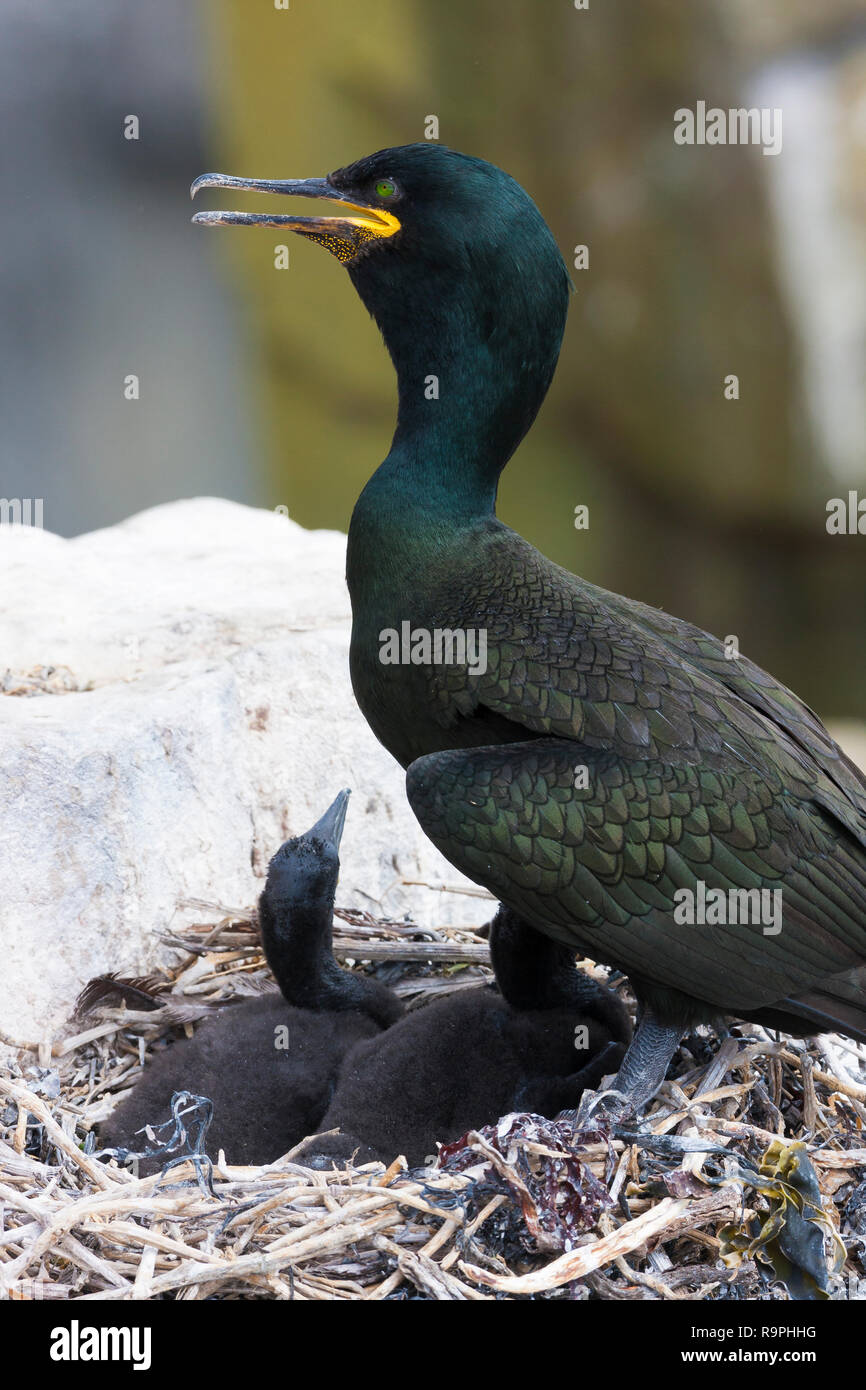 European Shag (Phalacrocorax aristotelis), adult in the nest with two ...