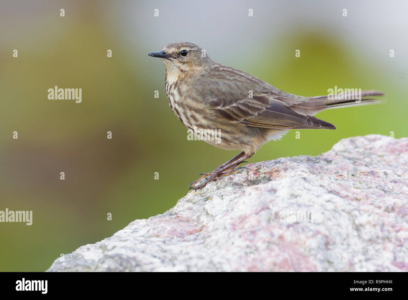 Rock Pipit (Anthus petrosus), side view of an adult standing on a rock ...