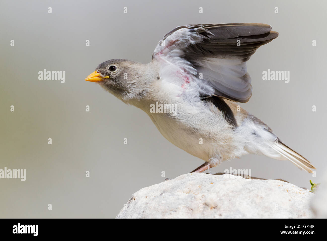 White-winged Snowfinch (Montifringilla nivalis), juvenile stretching ...