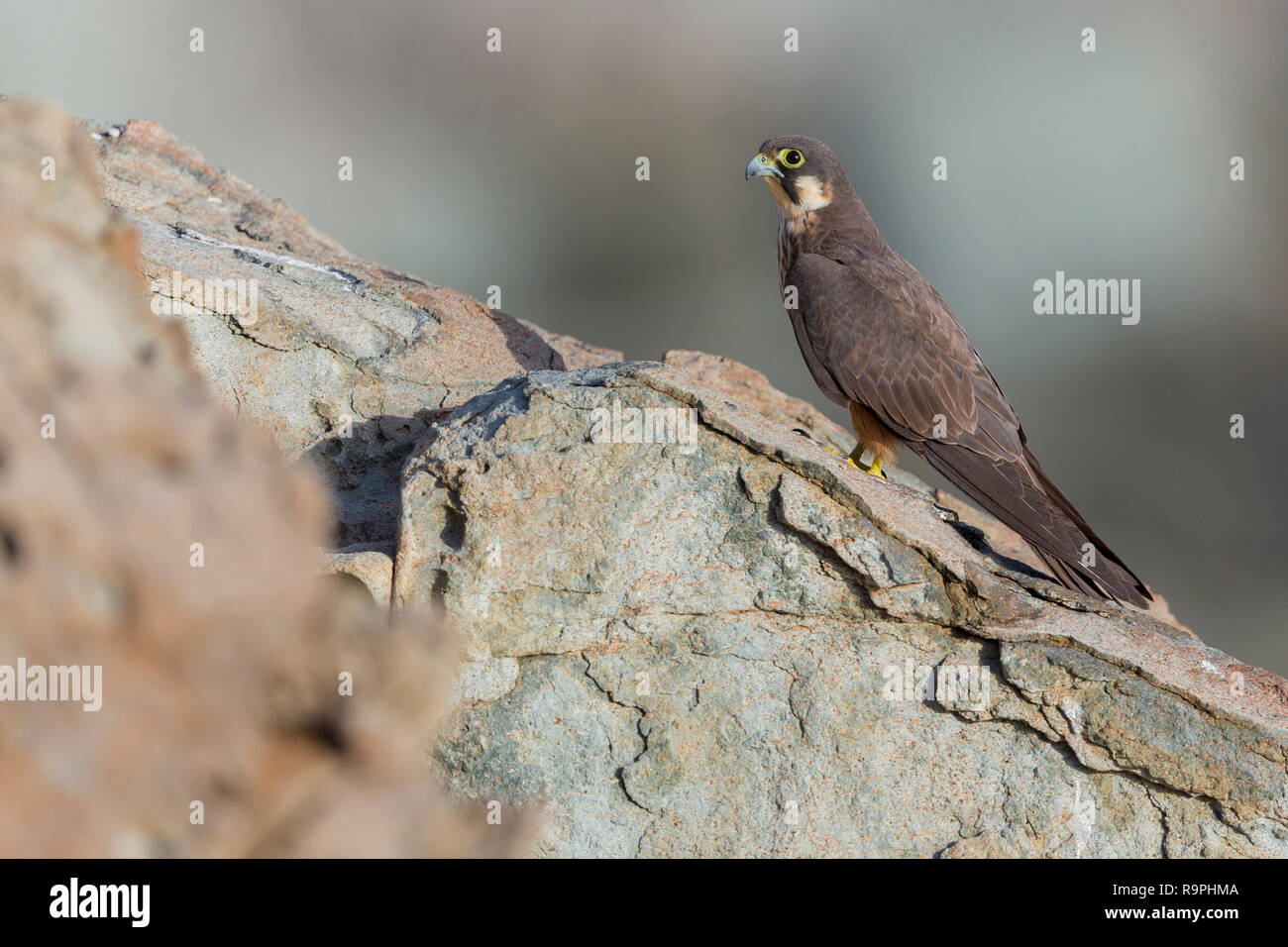 Eleonora's Falcon (Falco eleonorae Stock Photo - Alamy