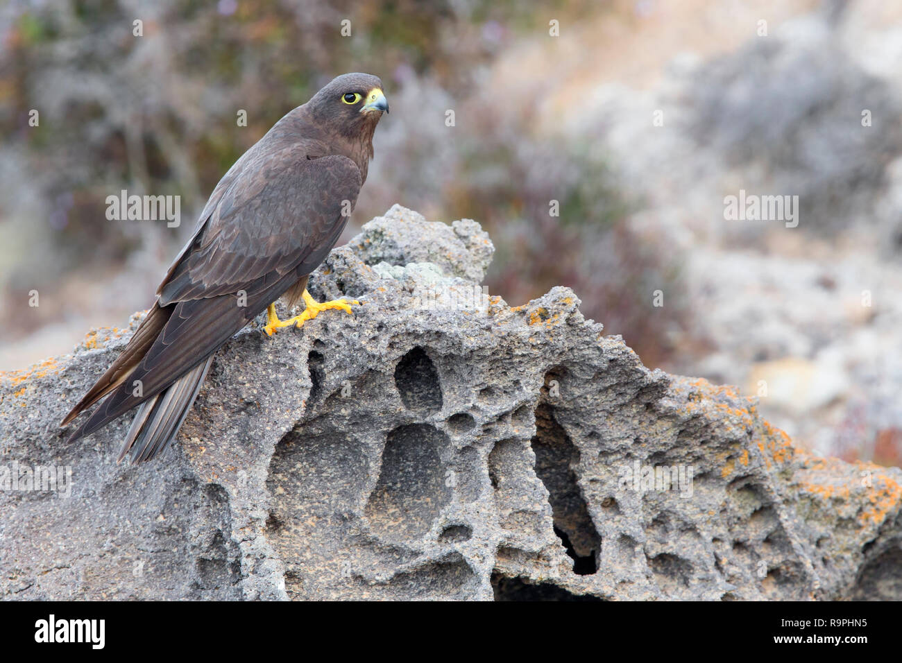 Eleonora's falcon dark morph hi-res stock photography and images - Alamy