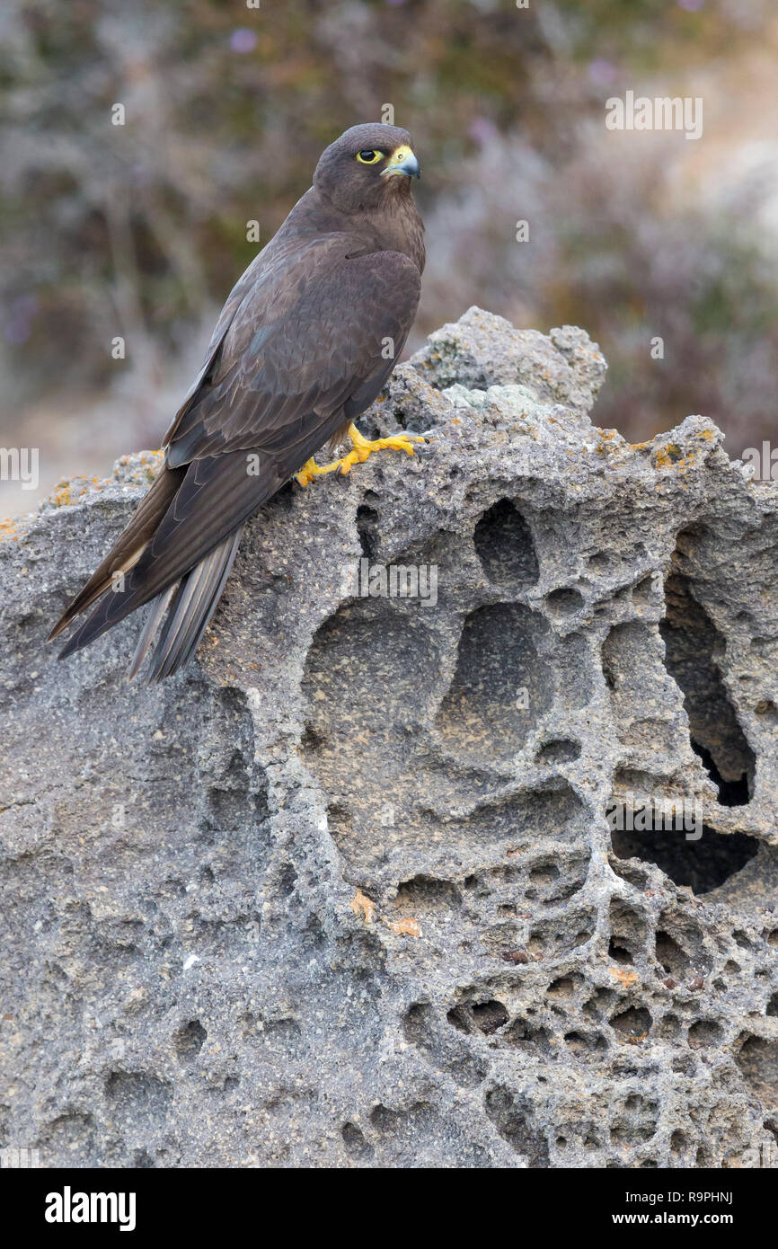 Eleonora's falcon dark morph hi-res stock photography and images - Alamy