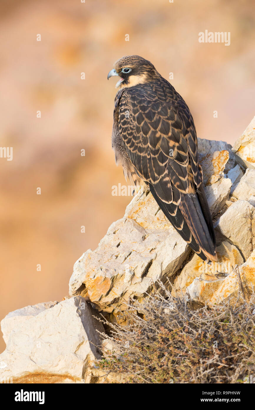 Eleonoras falcon falco eleonorae hi-res stock photography and images ...