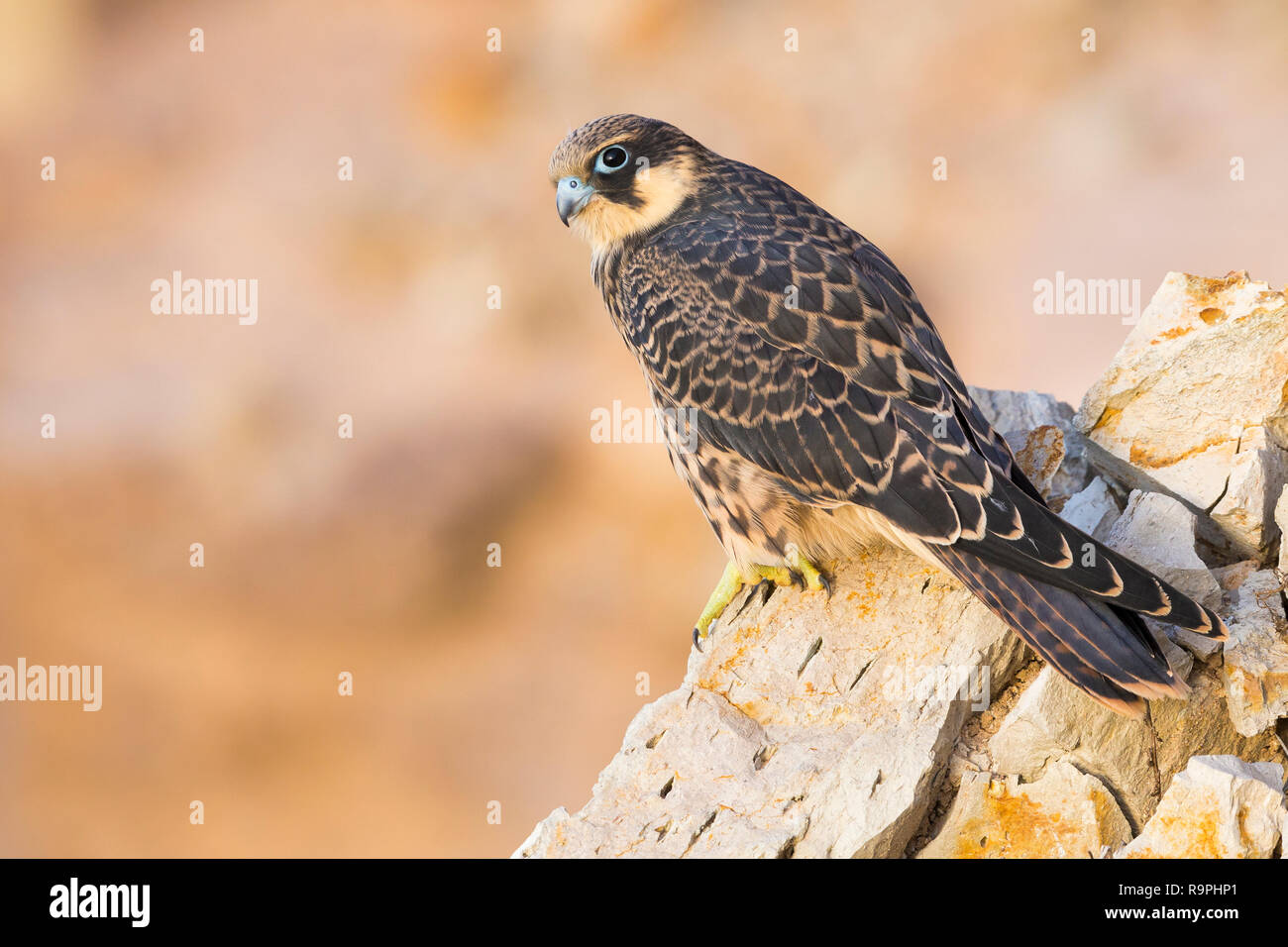 Eleonora's Falcon (Falco eleonorae), juvenile perched on a rock Stock ...