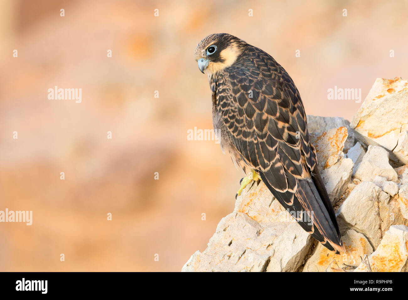 Eleonoras Falcon Falco Eleonorae Stock Photos & Eleonoras Falcon Falco ...