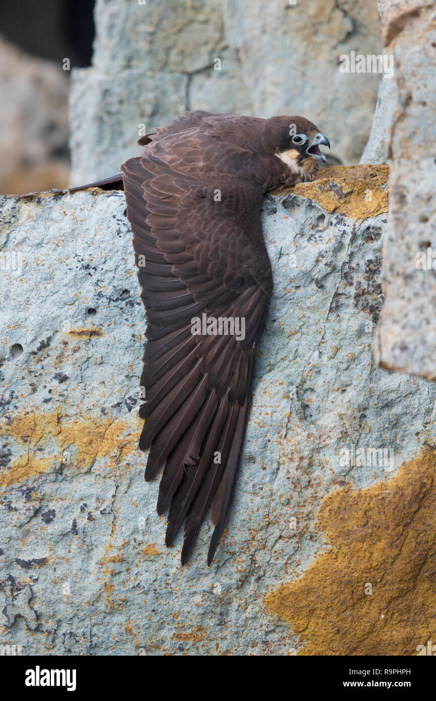 Predators prey hi-res stock photography and images - Alamy