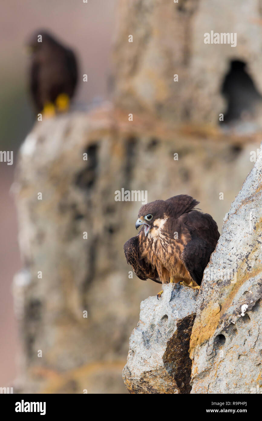 Eleonoras falcon falco eleonorae hi-res stock photography and images ...