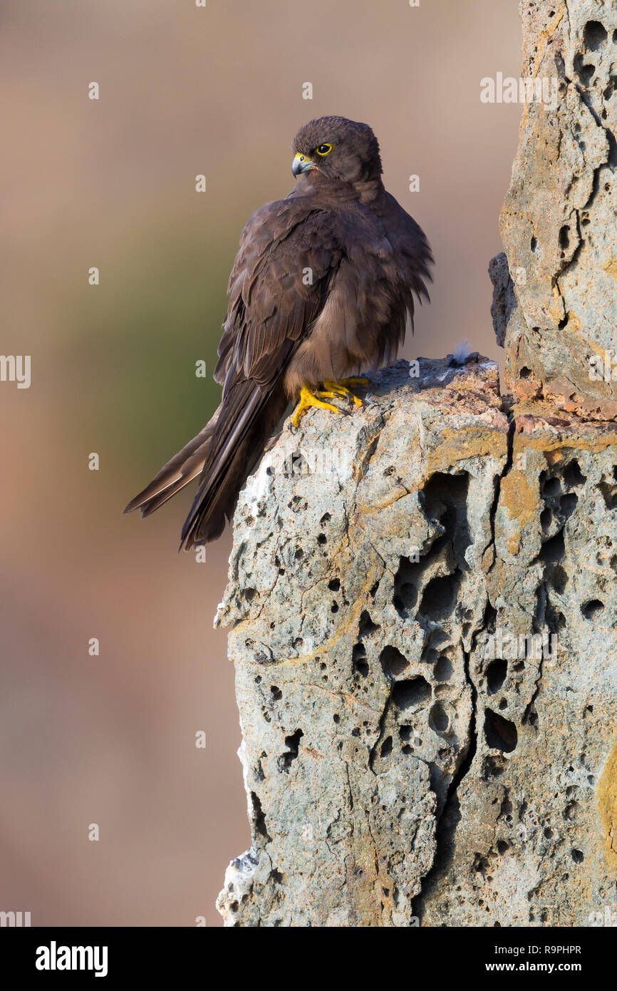 Eleonora's Falcon (Falco eleonorae), dark morph adult perched on a rock ...