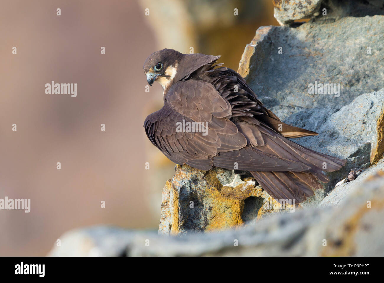 Eleonora's Falcon (Falco eleonorae), light morph female perched on a ...
