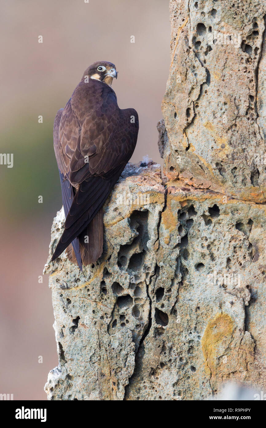 Eleonora's Falcon (Falco eleonorae), light morph female perched on a ...