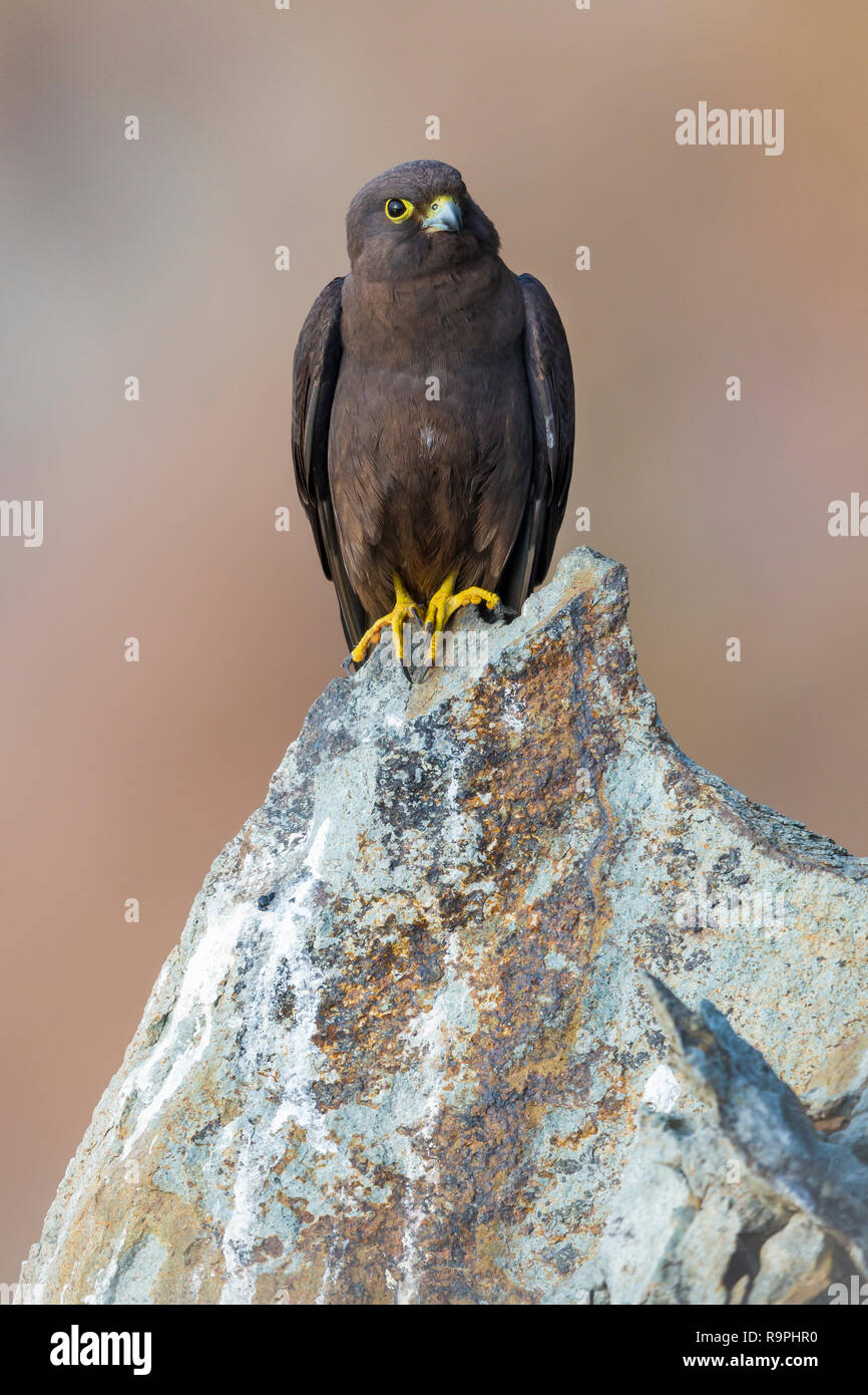 Eleonora's falcon dark morph hi-res stock photography and images - Alamy