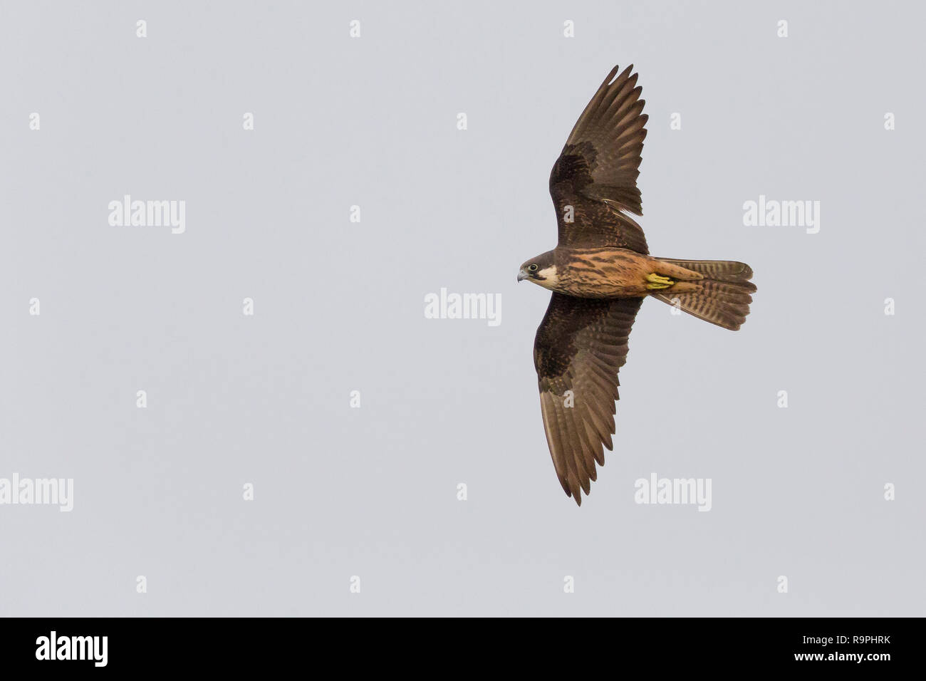 Eleonoras Falcon Falco Eleonorae High Resolution Stock Photography and ...