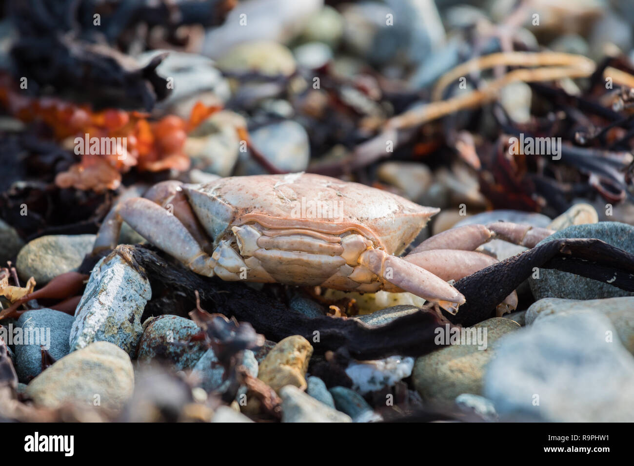 Dead crab on a shingle beach on Fetlar Stock Photo - Alamy