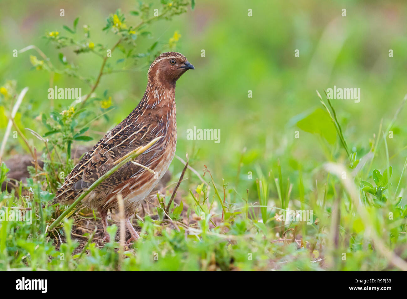 Common Quail (Coturnix coturnix), side view of an adult male standing ...