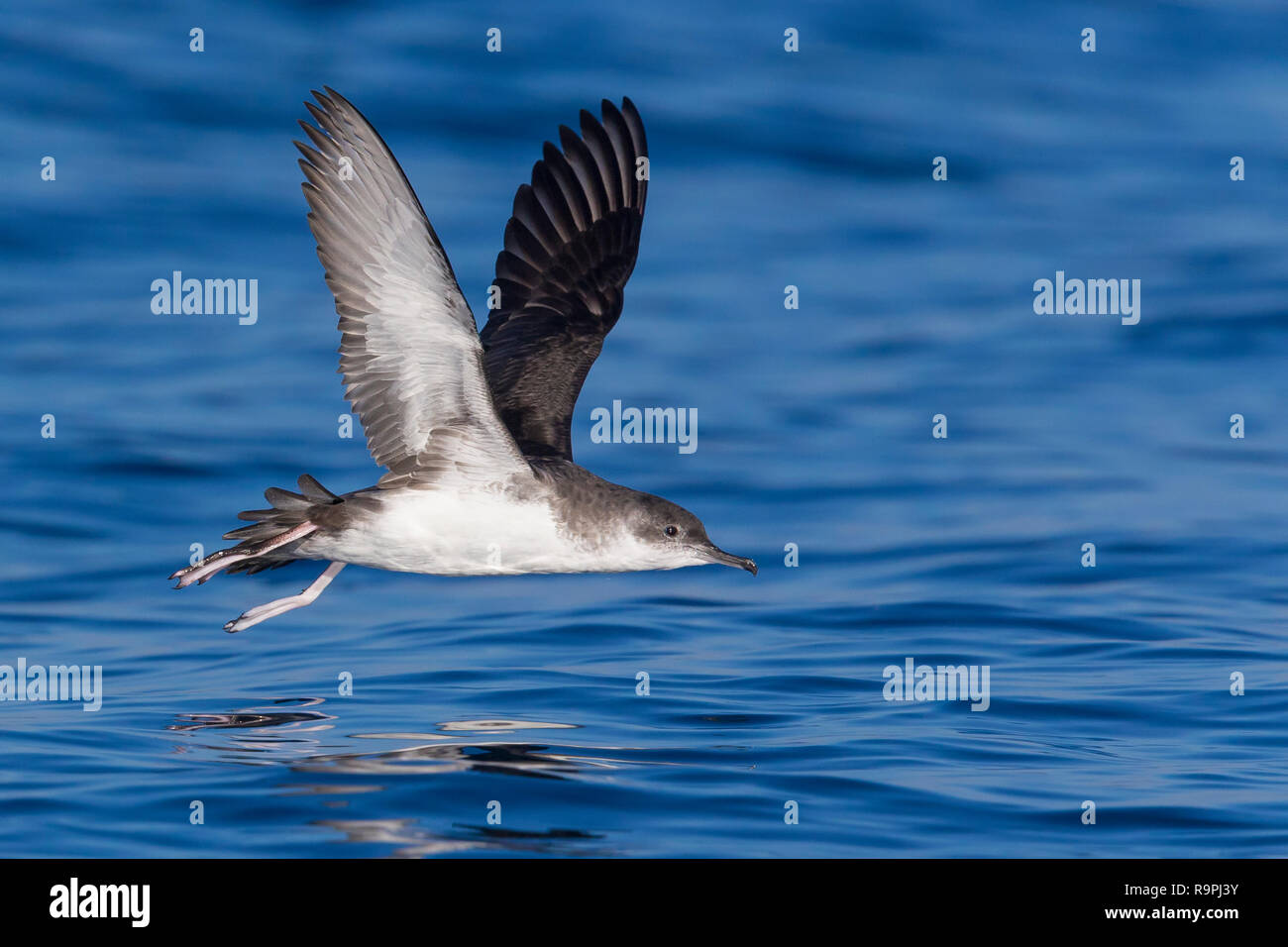 Shearwater Bird Dive