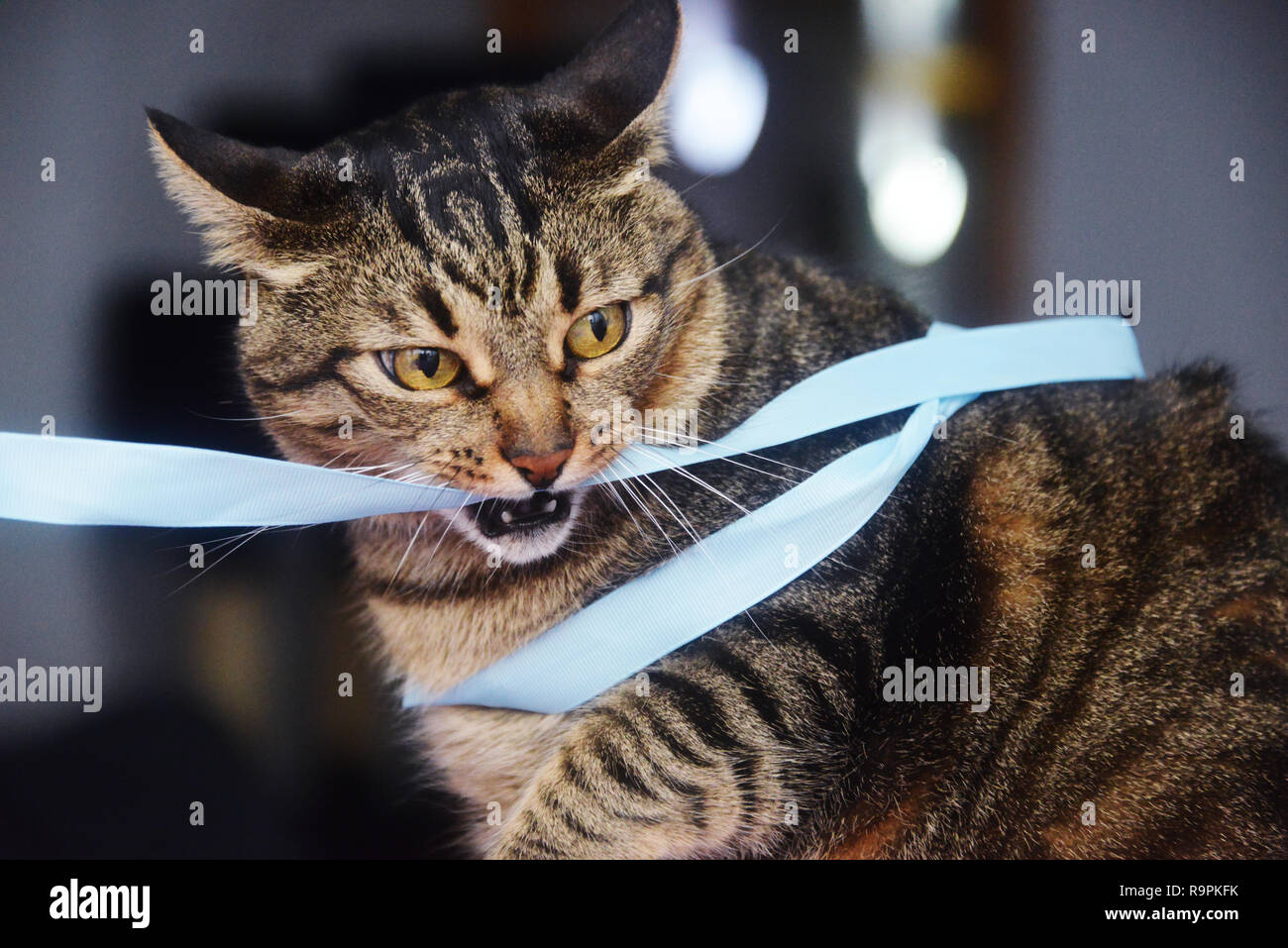 Angry tabby cat playing with ribbon Stock Photo - Alamy
