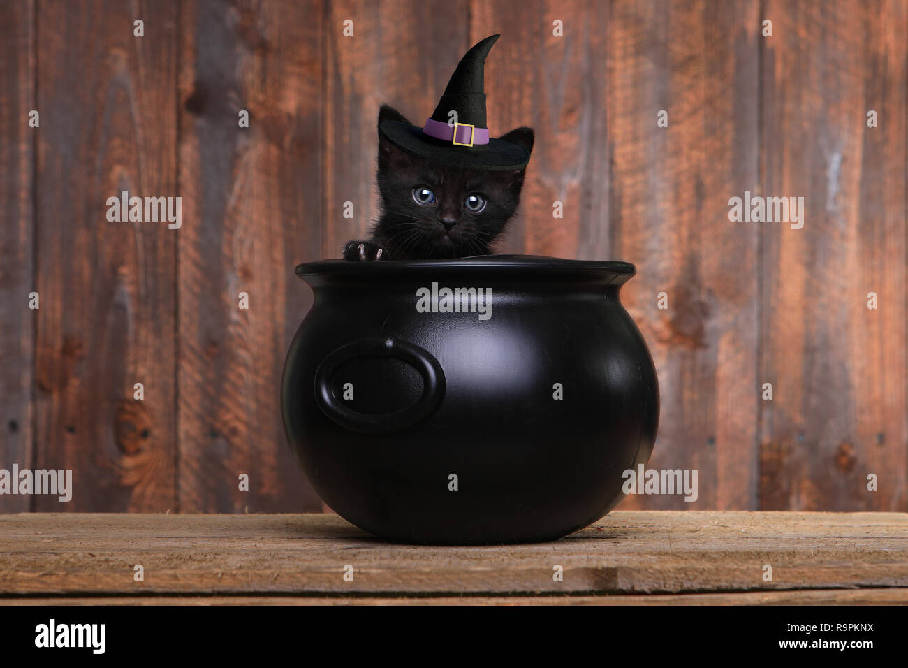 Halloween Themed Kitten Portrait as a Warwick in A Cauldron Stock Photo ...