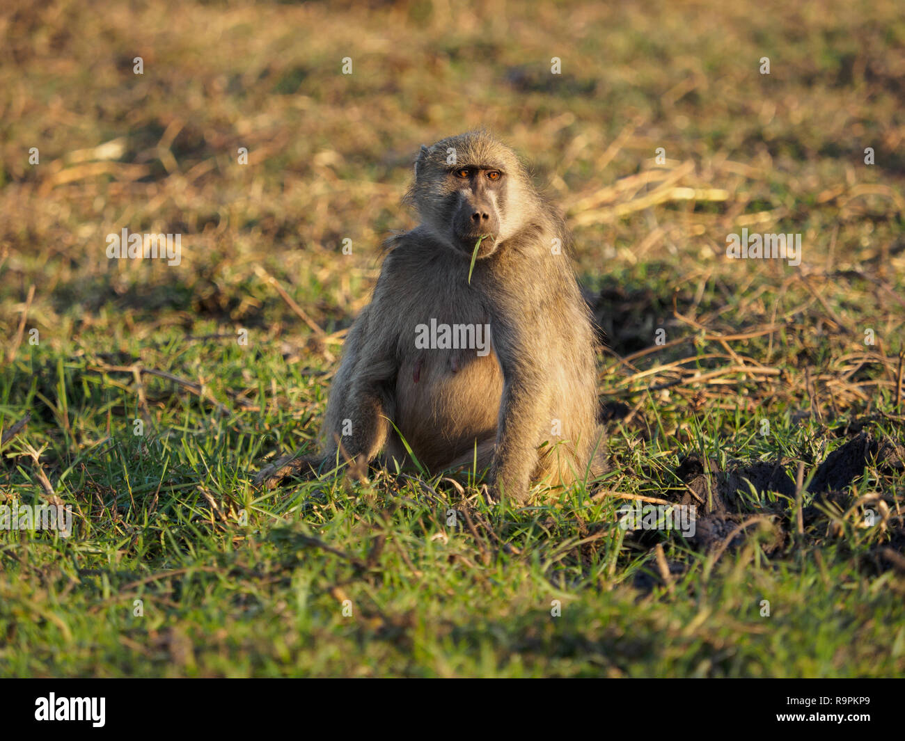 Grass eating monkey hi-res stock photography and images - Alamy